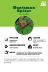 Huntsman Spider Animal Facts - Sparassidae - A-Z Animals