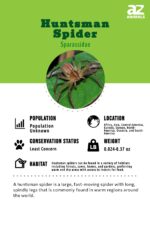 Huntsman Spider Animal Facts - Sparassidae - A-Z Animals
