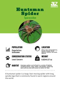 Huntsman Spider Animal Facts - Sparassidae - A-Z Animals