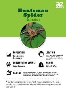 Huntsman Spider Animal Facts - Sparassidae - A-Z Animals