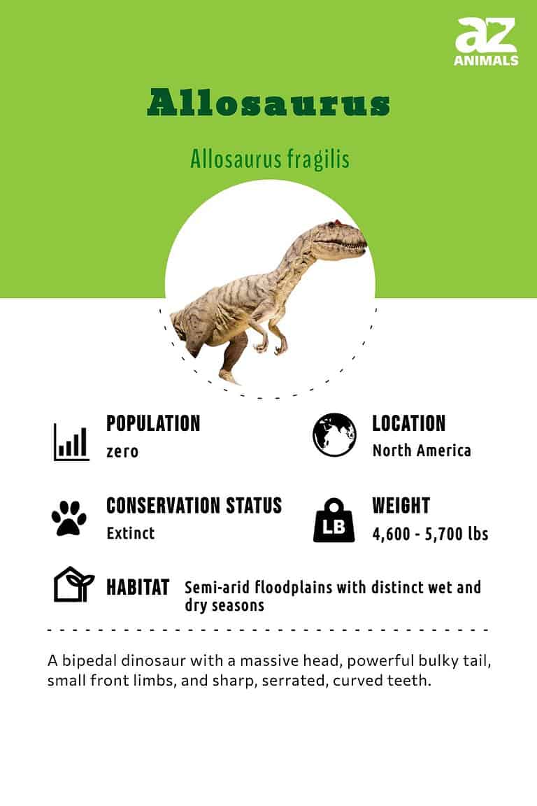 Allosaurus Animal Facts - Allosaurus fragilis - A-Z Animals