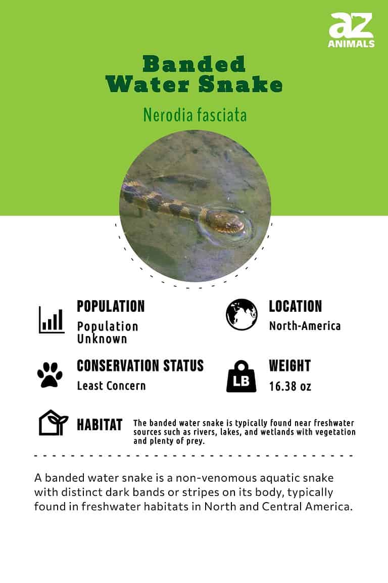 Banded Water Snake Animal Facts - Nerodia fasciata - A-Z Animals