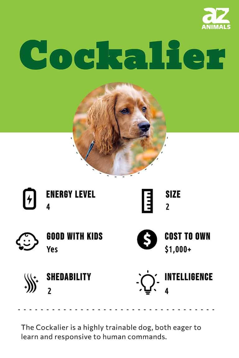 Cockalier Dog Breed Complete Guide - A-Z Animals