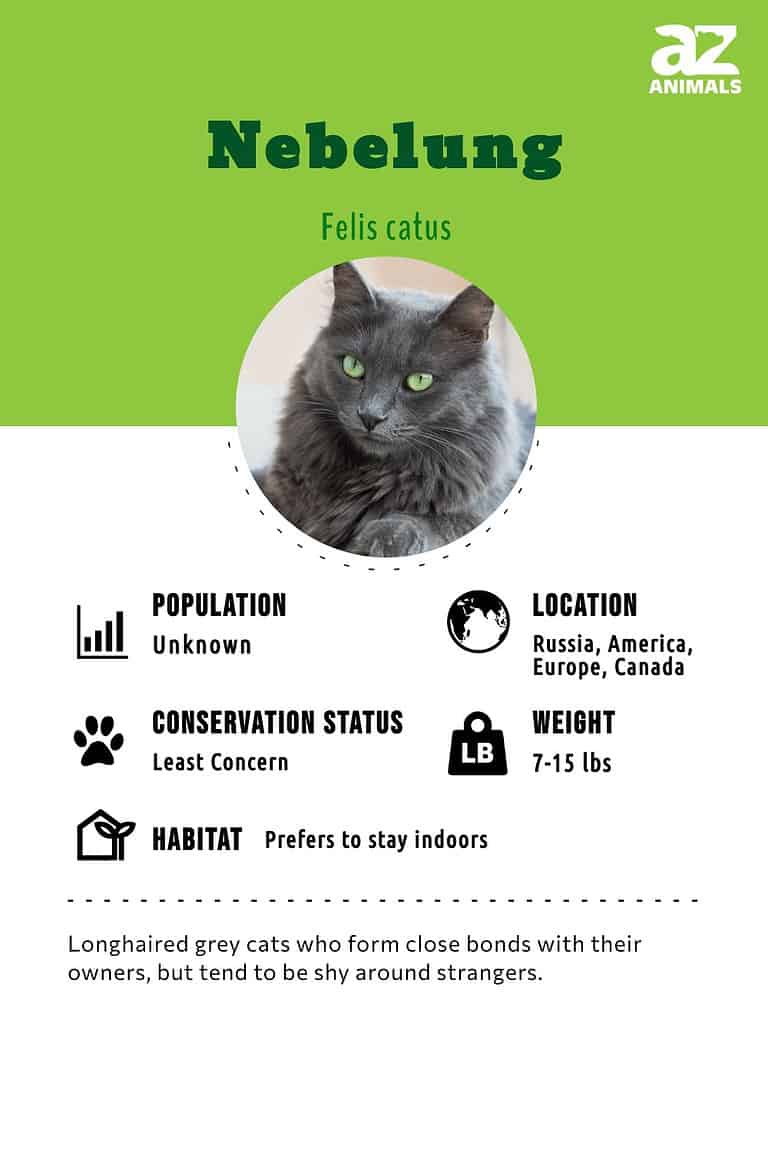Nebelung Cat Breed Complete Guide - A-Z Animals