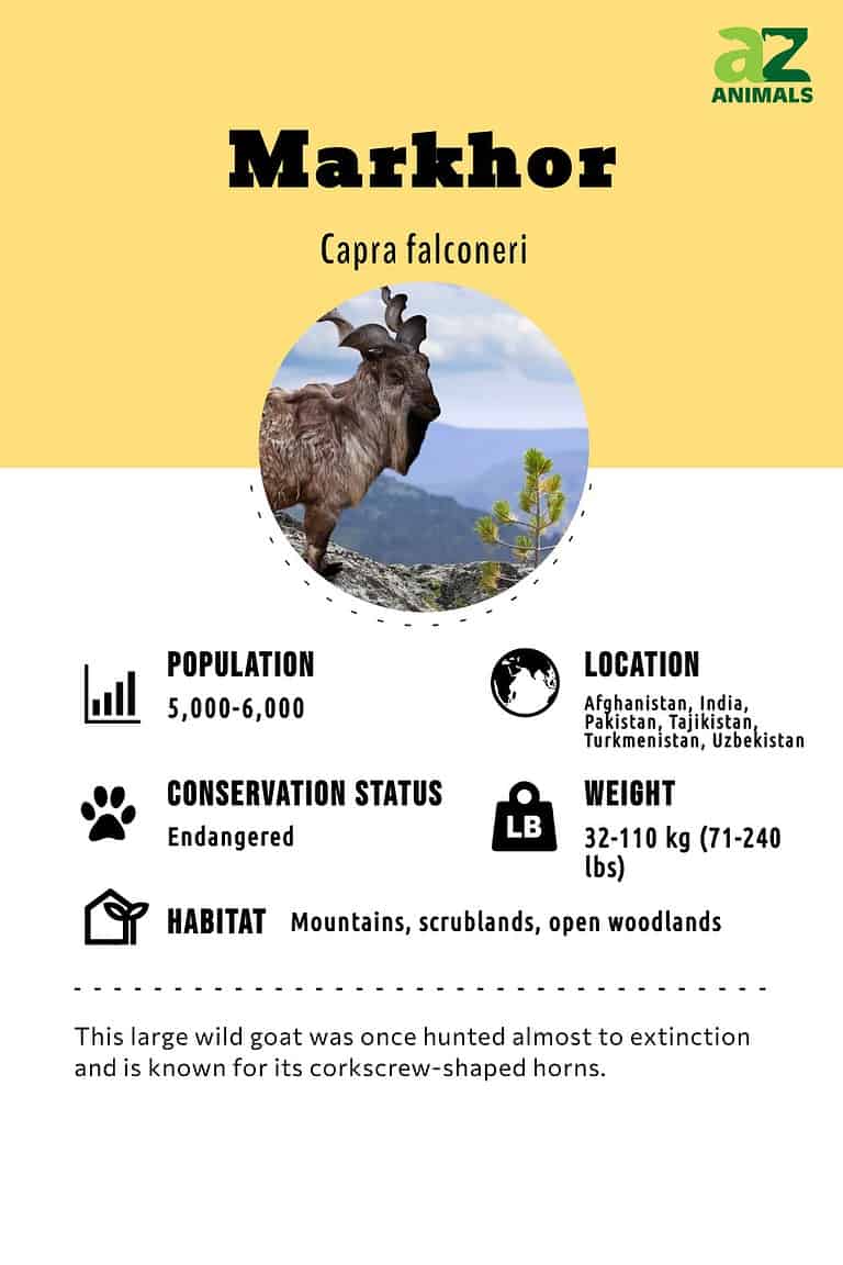 Markhor Animal Facts - Capra falconeri - A-Z Animals