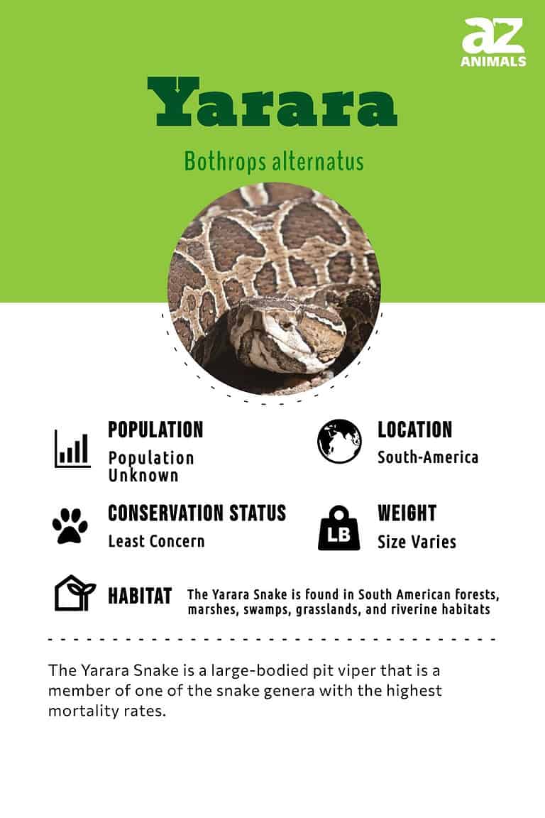 Yarara Animal Facts - Bothrops alternatus - A-Z Animals