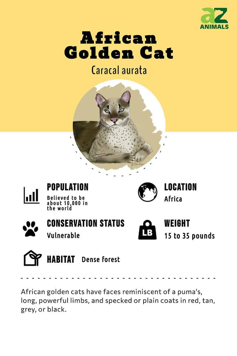 African Golden Cat Breed Complete Guide - A-Z Animals