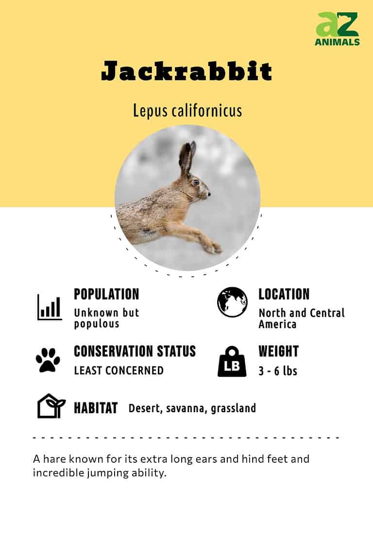 Jackrabbit Animal Facts - Lepus californicus - A-Z Animals