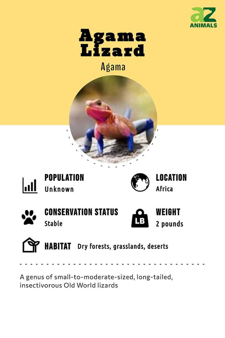 Agama Lizard Animal Facts - A-Z Animals