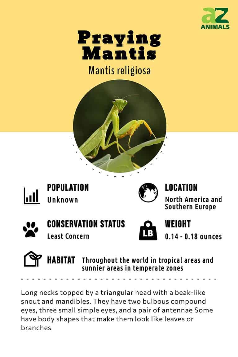 Praying Mantis Insect Facts - A-Z Animals