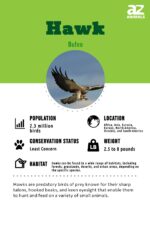 Hawk Animal Facts - Accipitridae - A-Z Animals