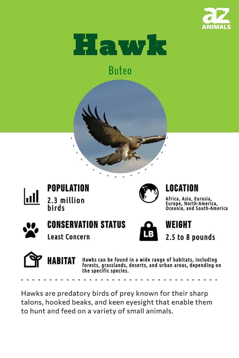 Hawk Bird Facts - Buteo - A-Z Animals