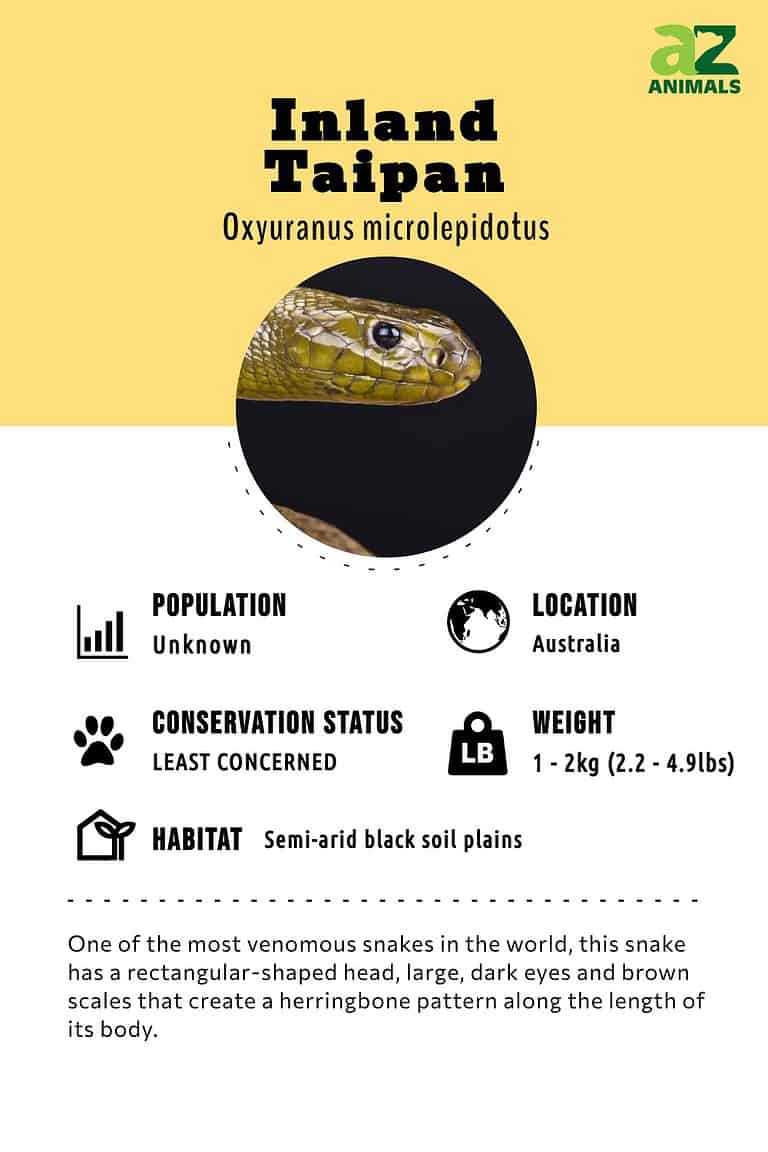 Inland Taipan Animal Facts - Oxyuranus microlepidotus - A-Z Animals