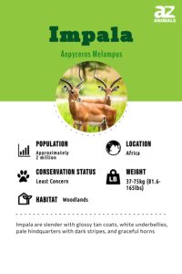 Impala Animal Facts - Aepyceros melampus - A-Z Animals