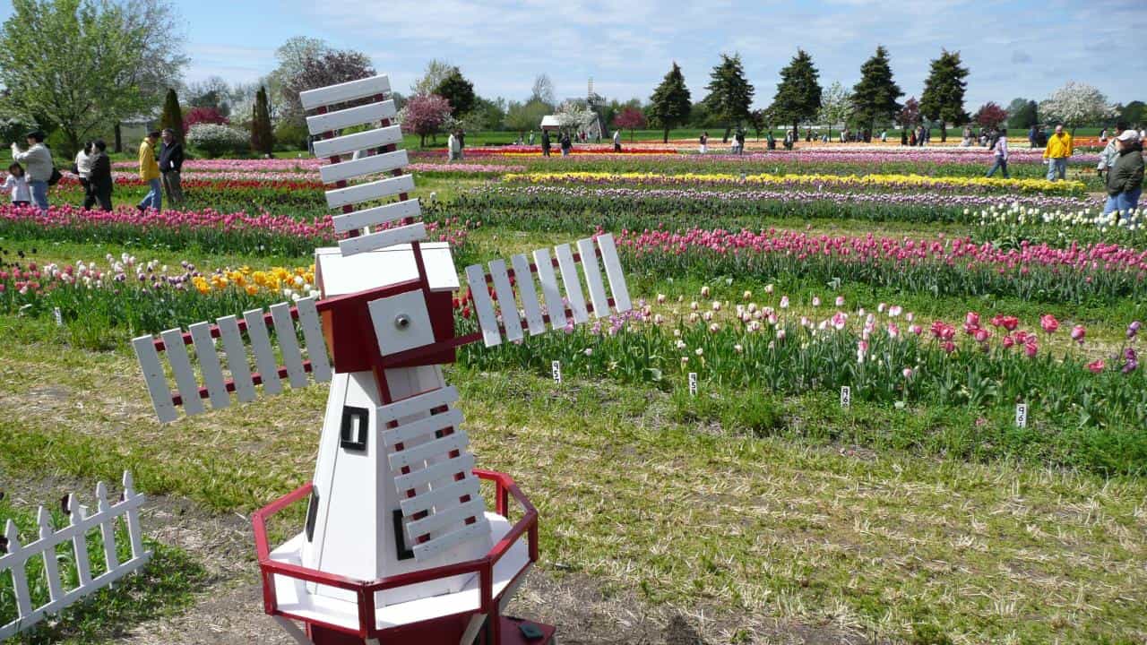 Hoa tulip phát triển tuyệt vời ở Michigan ⋆ Cá cảnh mini