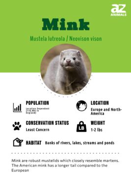 Mink Animal Facts - Neogale vison - A-Z Animals