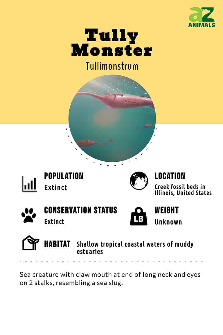 Tully Monster Animal Facts - Tullimonstrum gregarium - A-Z Animals