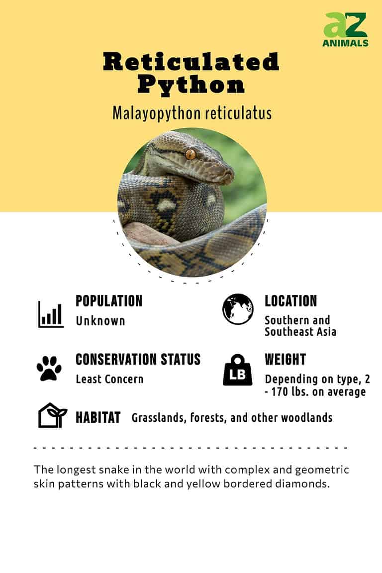 Reticulated python Animal Facts - Malayopython reticulatus - A-Z Animals