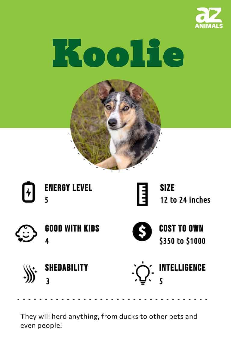 Koolie Dog Breed Complete Guide - A-Z Animals