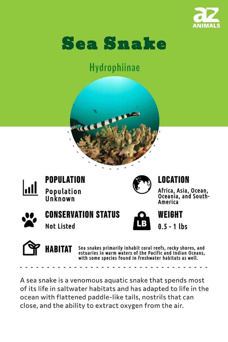 Sea Snake Animal Facts - Hydrophiinae - A-Z Animals