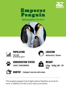 Emperor Penguin - A-Z Animals