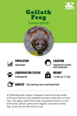 Goliath Frog Animal Facts - Conraua goliath - A-Z Animals