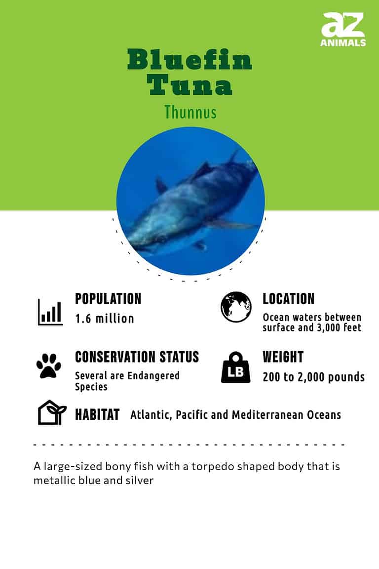 Bluefin Tuna Fish Facts - A-Z Animals