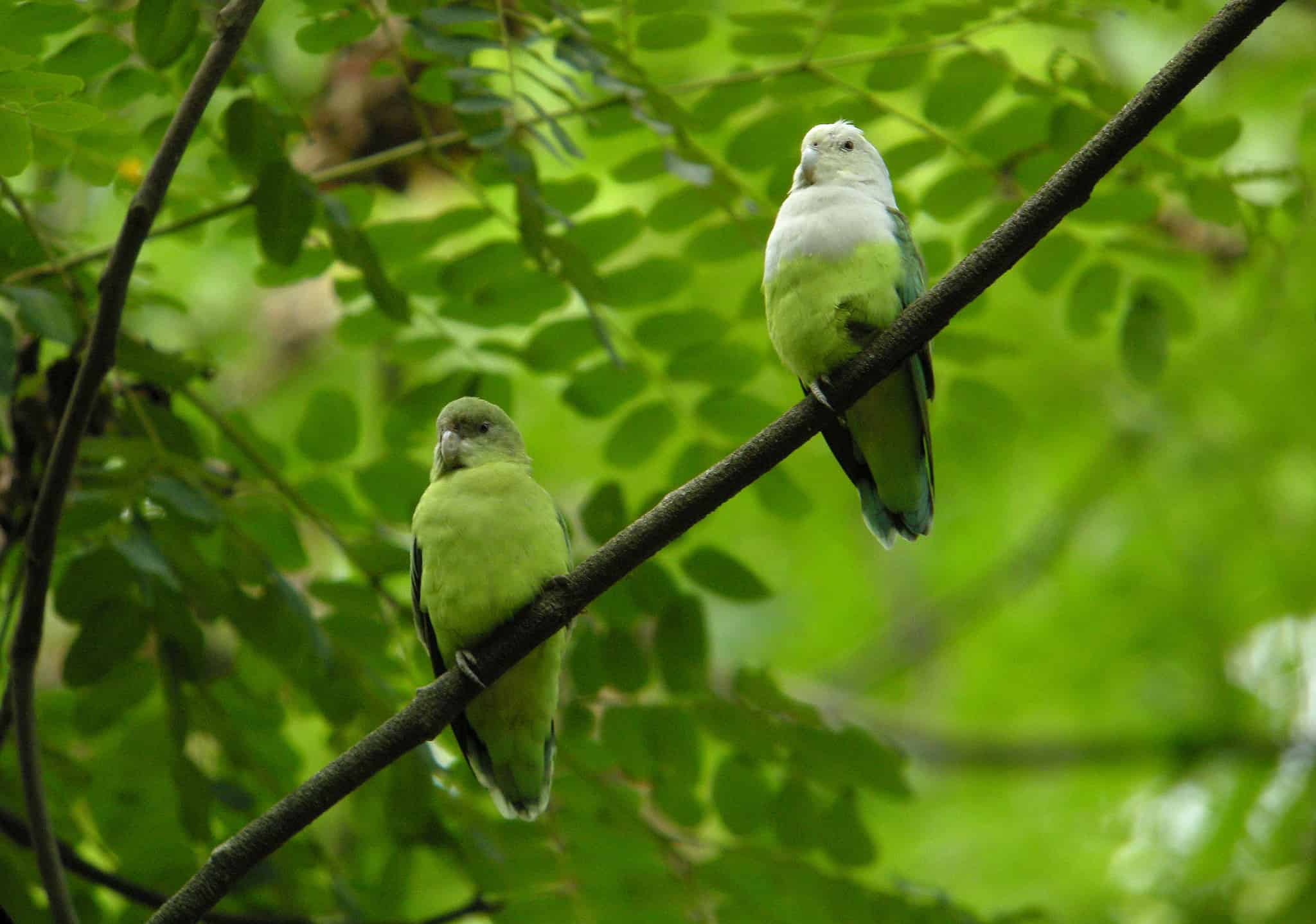 Khám phá mọi loại Lovebird ⋆ Cá cảnh mini