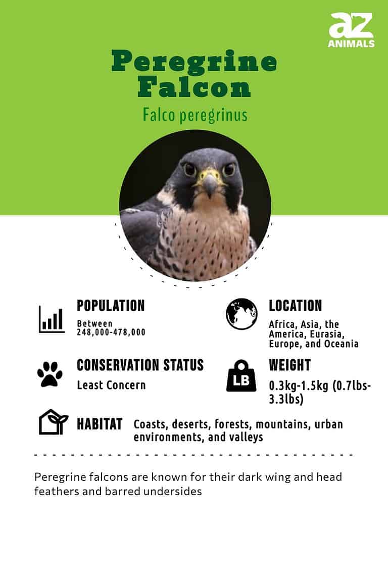 Peregrine Falcon Bird Facts - Falco peregrinus - A-Z Animals