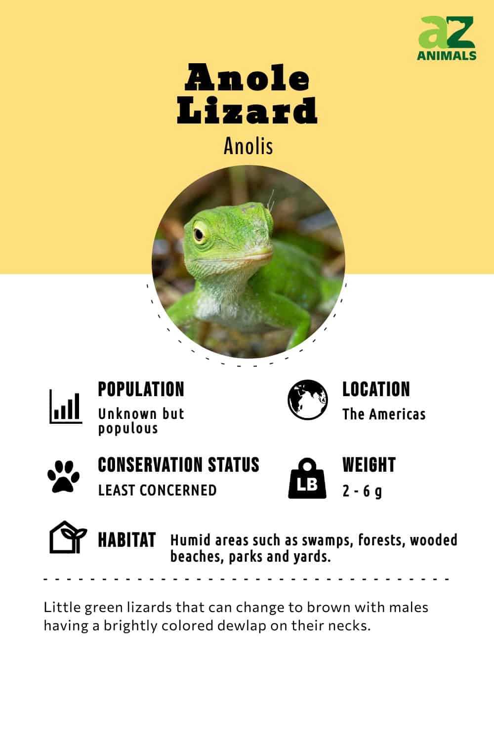 Anole Lizard Animal Facts - A-Z Animals