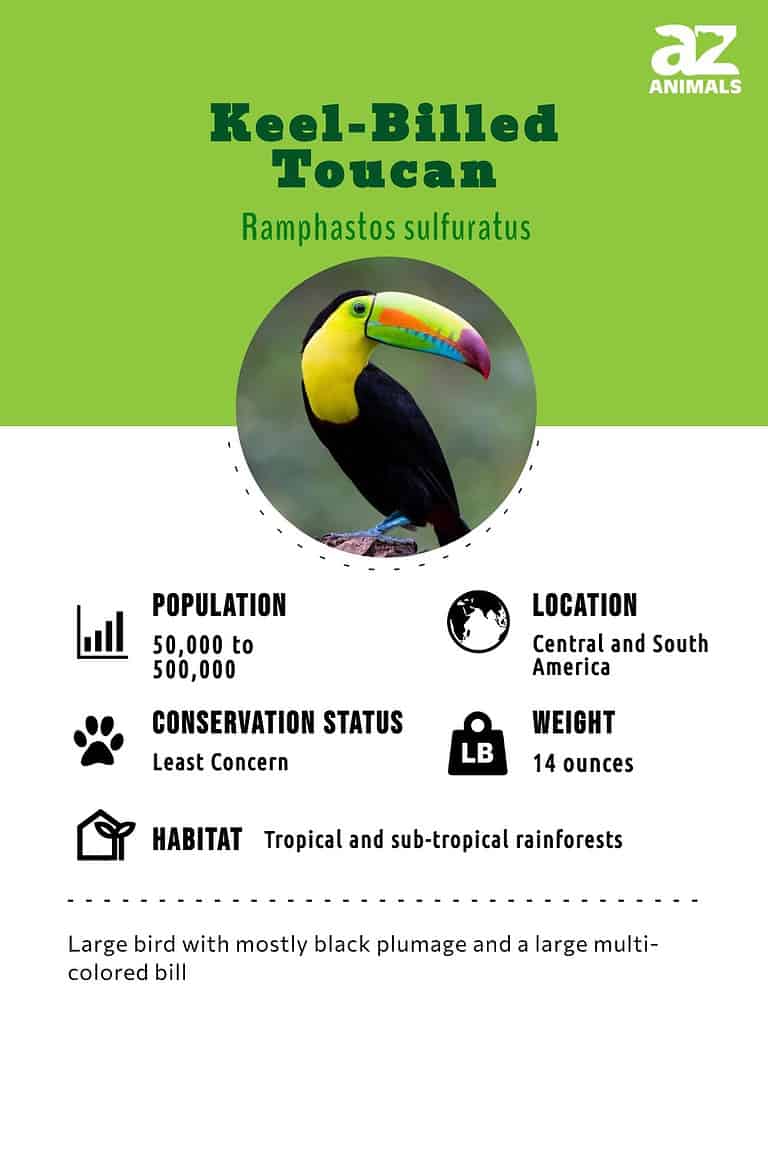 Keel-Billed Toucan Bird Facts - Ramphastos sulfuratus - A-Z Animals