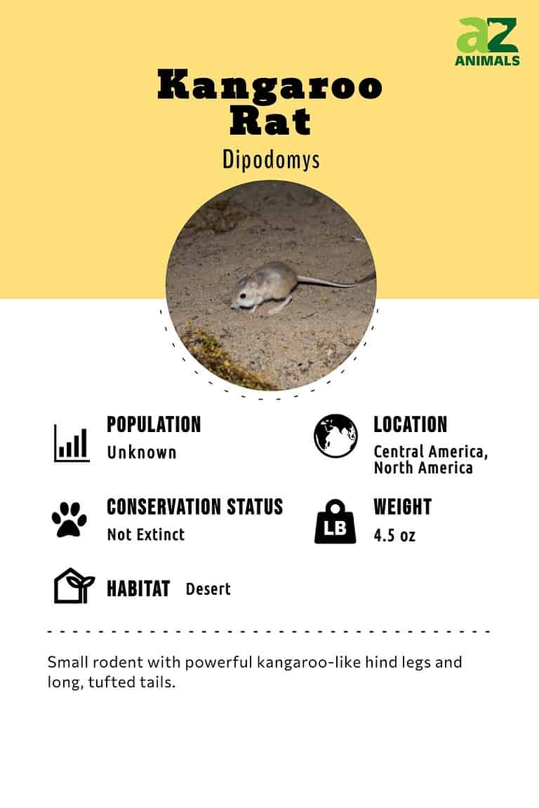 Kangaroo Rat Animal Facts - Dipodomys - A-Z Animals