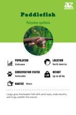 Paddlefish - A-Z Animals