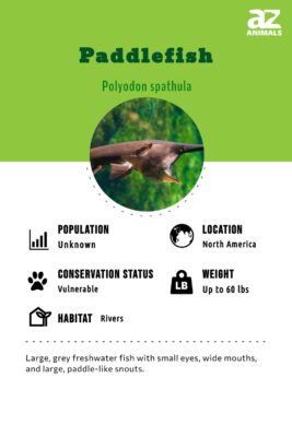 Paddlefish Fish Facts - A-Z Animals