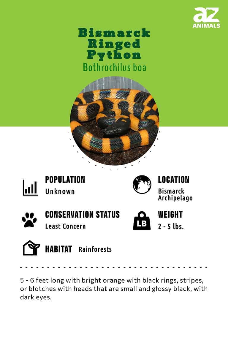 Bismarck Ringed Python Animal Facts - Bothrochilus boa - A-Z Animals