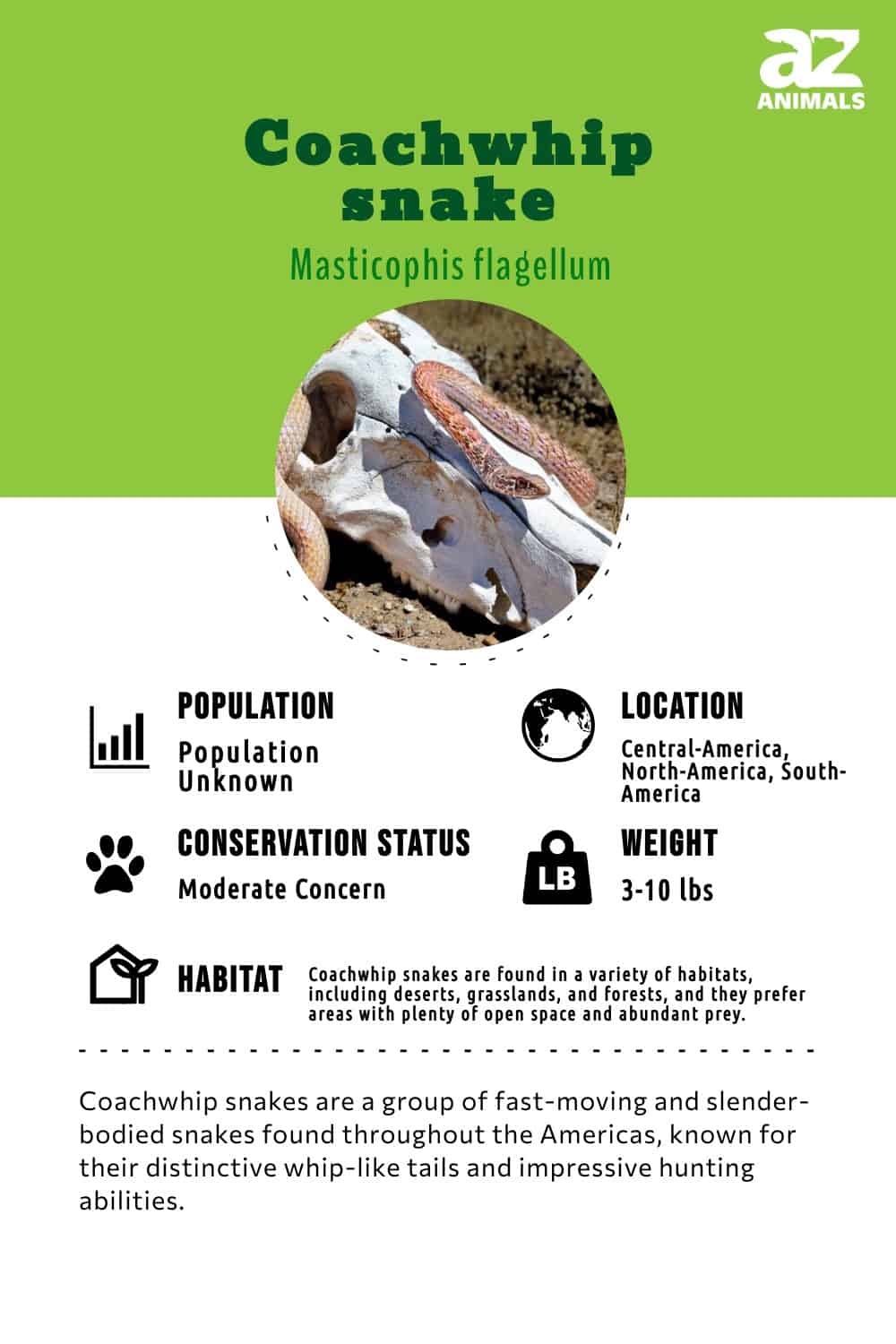 Coachwhip Snake Animal Facts - Masticophis flagellum - A-Z Animals