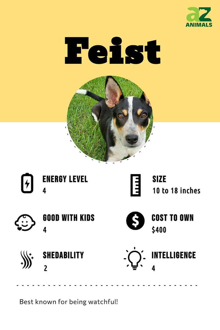 Feist Dog Breed Complete Guide - A-Z Animals