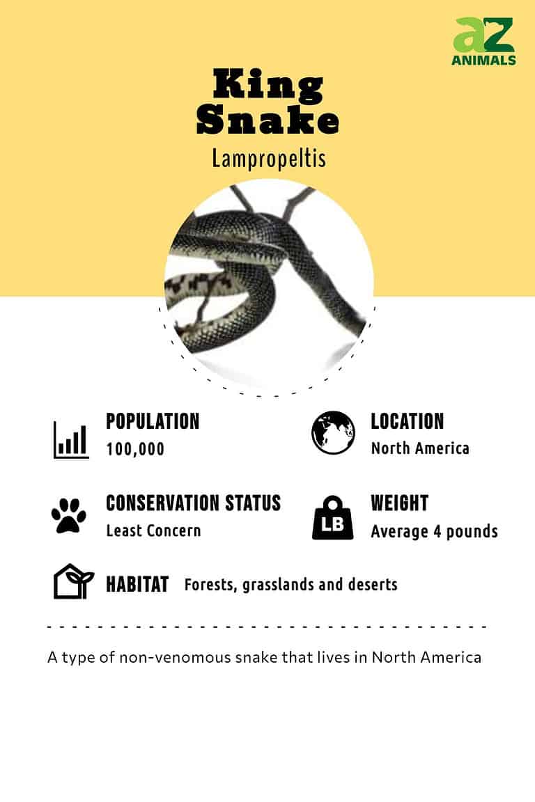 King Snake Animal Facts - Lampropeltis species - A-Z Animals