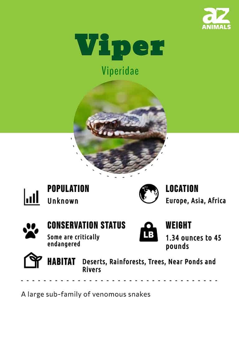 Viper Animal Facts - A-Z Animals