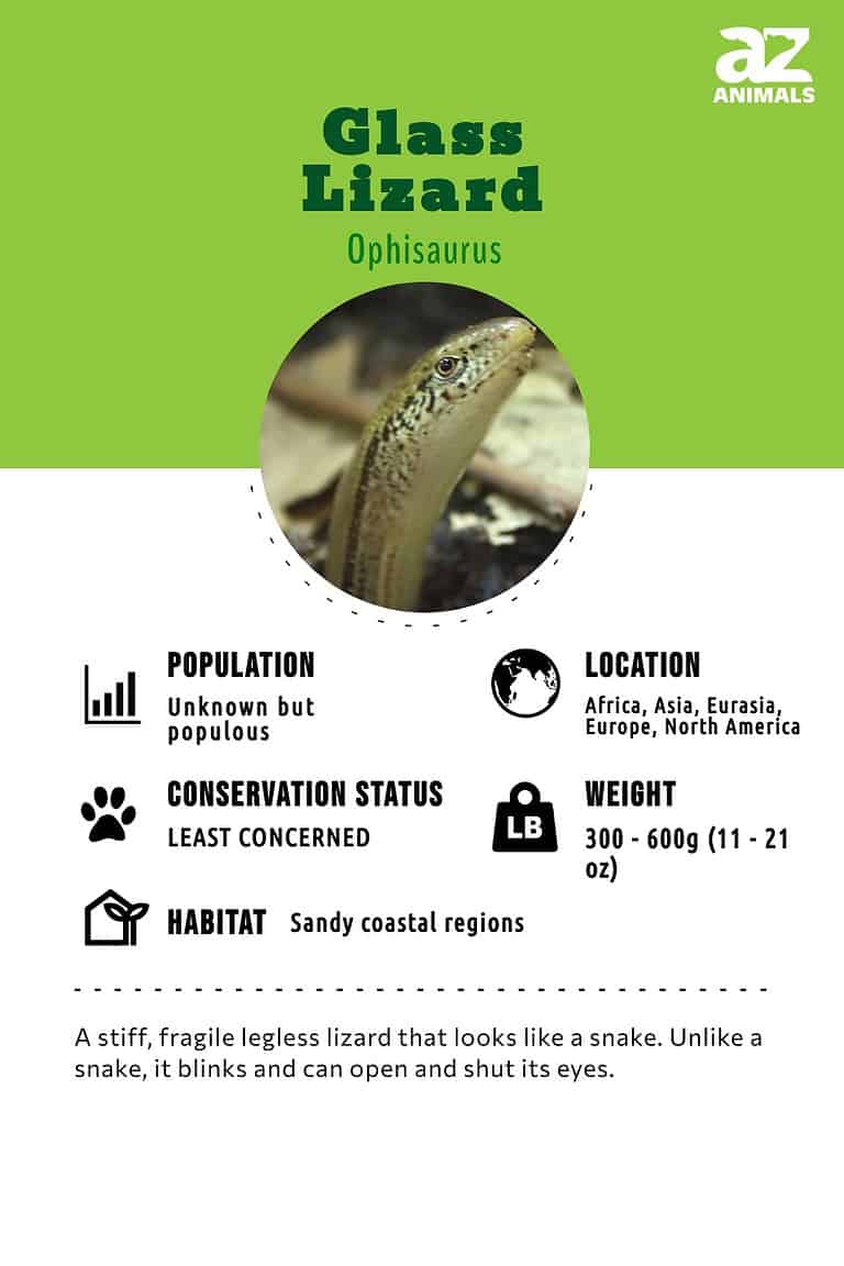 Glass Lizard Animal Facts - Anguidae - A-Z Animals