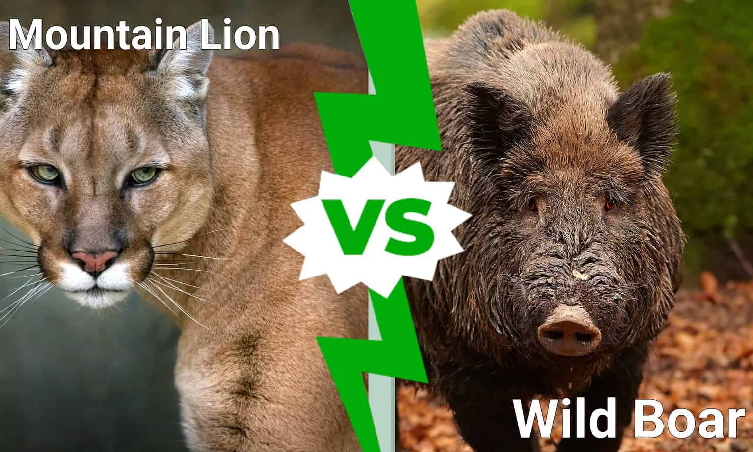 Mountain Lion vs. Wild Boar: Which Animal Would Win a Fight? - A-Z Animals