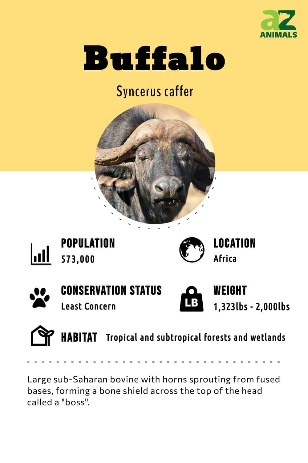 Buffalo Animal Facts - Syncerus caffer - A-Z Animals