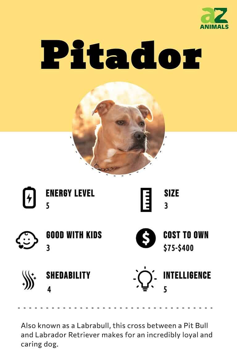Pitador Animal Facts - Canis lupus familiaris - A-Z Animals