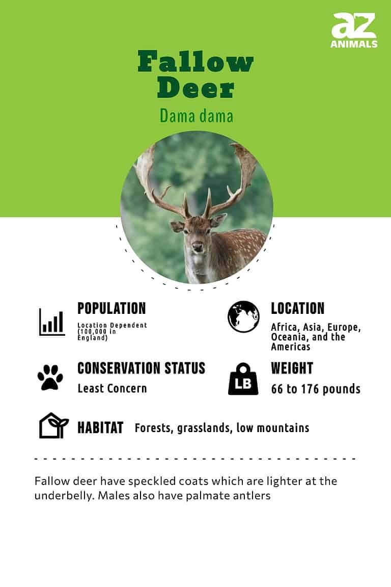 Fallow deer Animal Facts - Dama dama - A-Z Animals