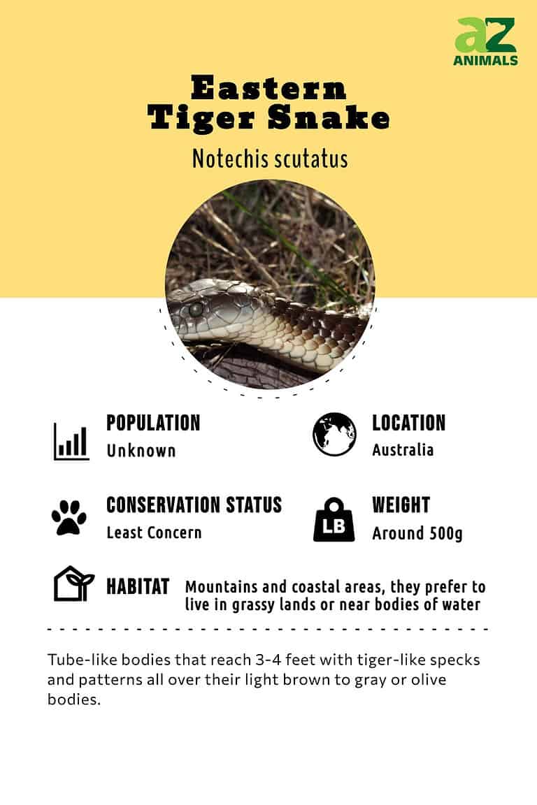 Eastern Tiger Snake Animal Facts - Notechis scutatus - A-Z Animals