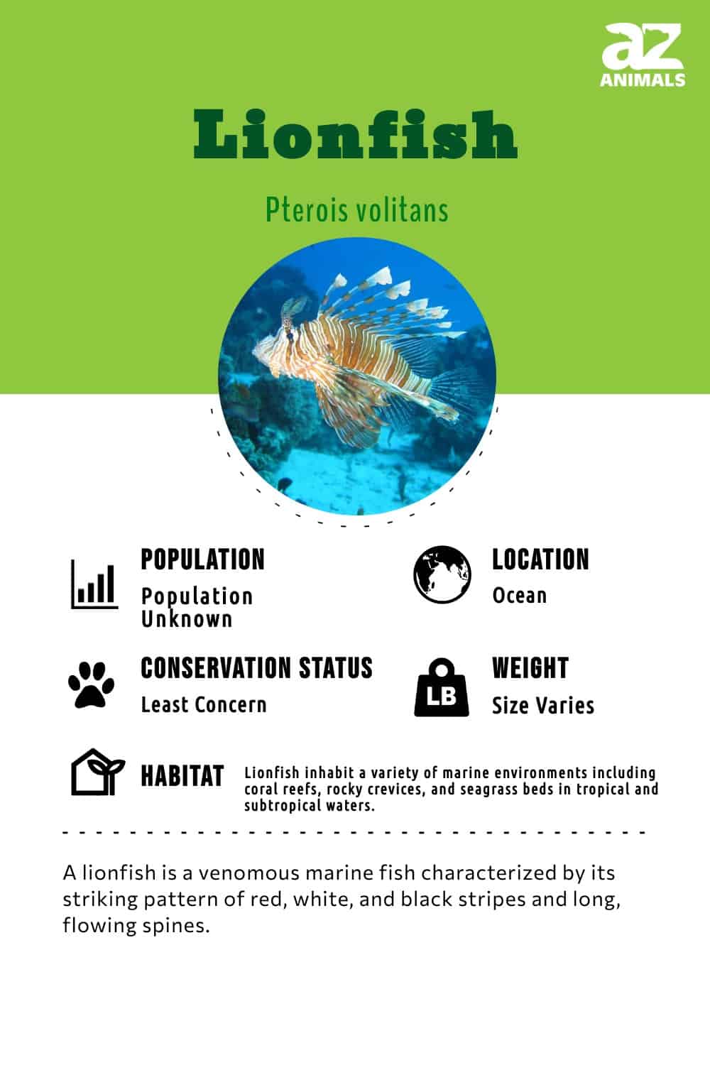 Lionfish Fish Facts - Pterois volitans - A-Z Animals