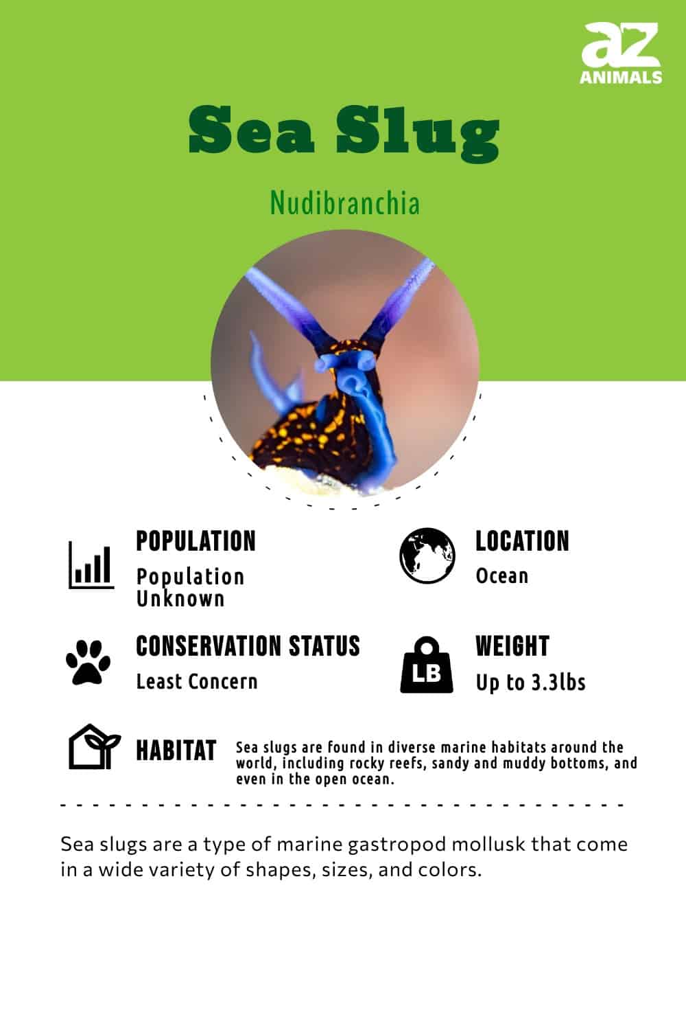 Sea Slug Animal Facts - Nudibranchia - A-Z Animals