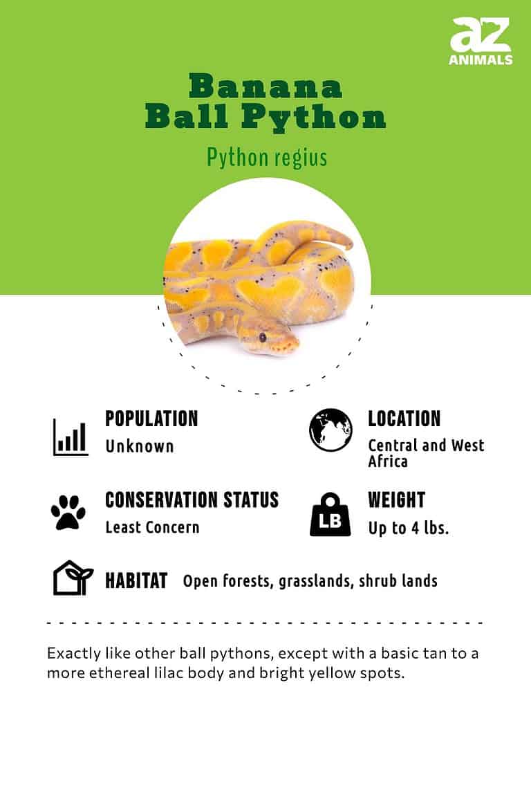 Banana Ball Python Animal Facts - Python regius - A-Z Animals