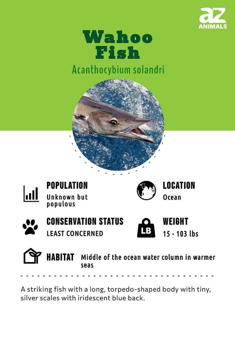 Wahoo Fish Facts - Acanthocybium solandri - A-Z Animals