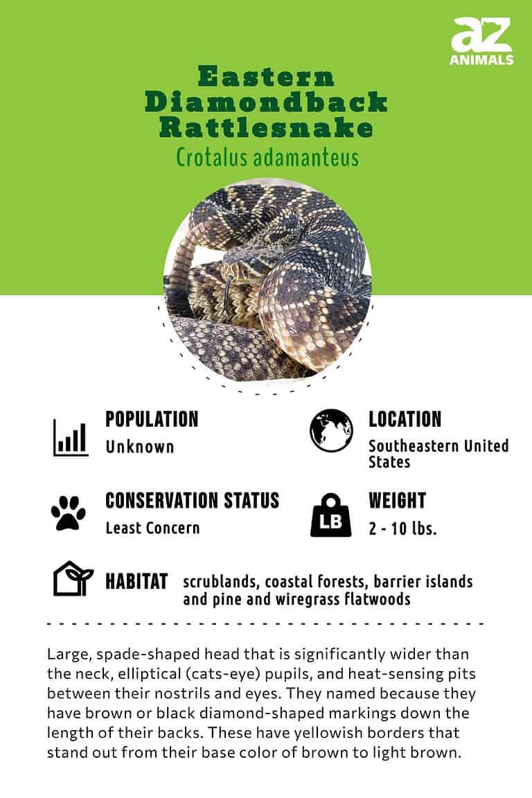 Eastern Diamondback Rattlesnake Animal Facts - C. adamanteus - A-Z Animals